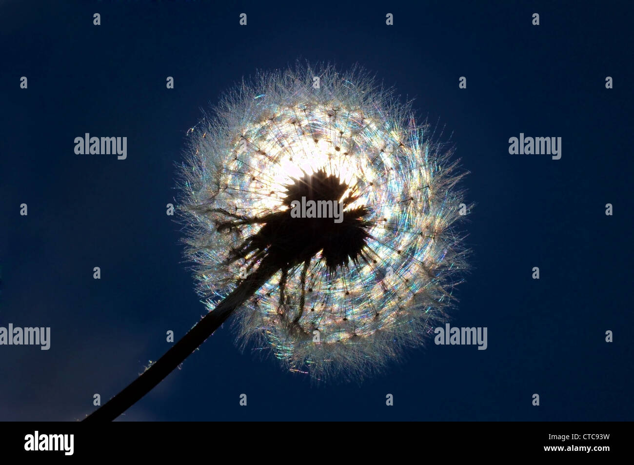 Dandelion (Taraxacum). Lake Baikal, Siberia, Russian Federation Stock ...