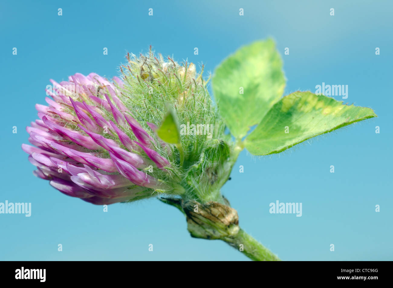 Purple-globe Clover, owl head clover (Trifolium alpestre). Lake Baikal ...
