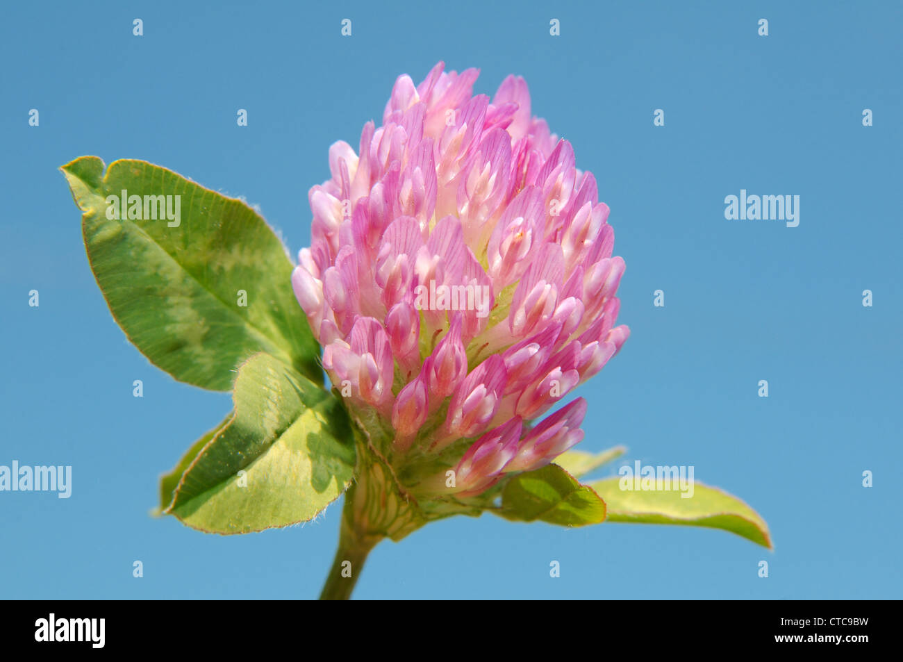 Purple-globe Clover, owl head clover (Trifolium alpestre). Lake Baikal ...
