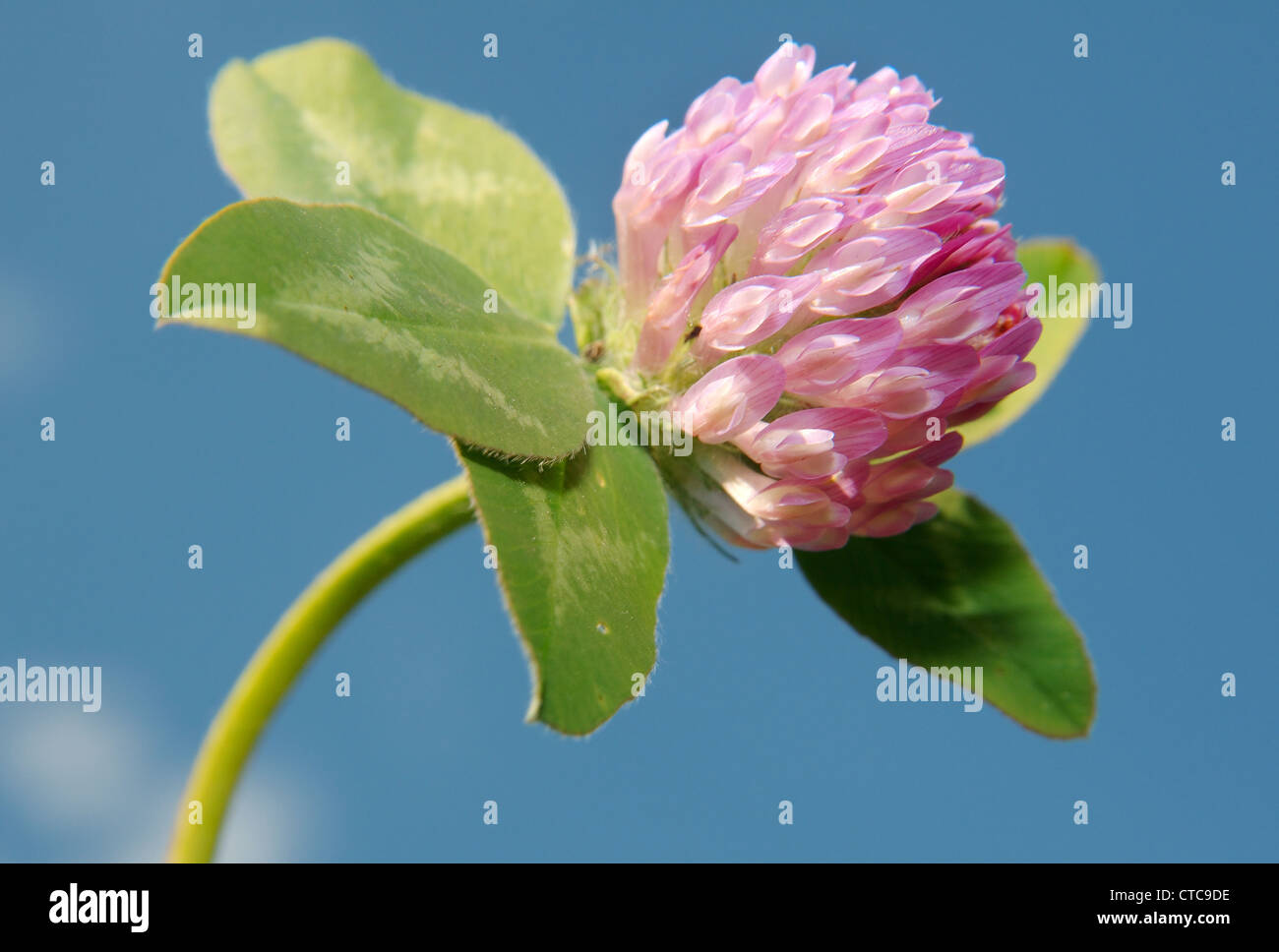 Purple-globe Clover, owl head clover (Trifolium alpestre). Lake Baikal ...