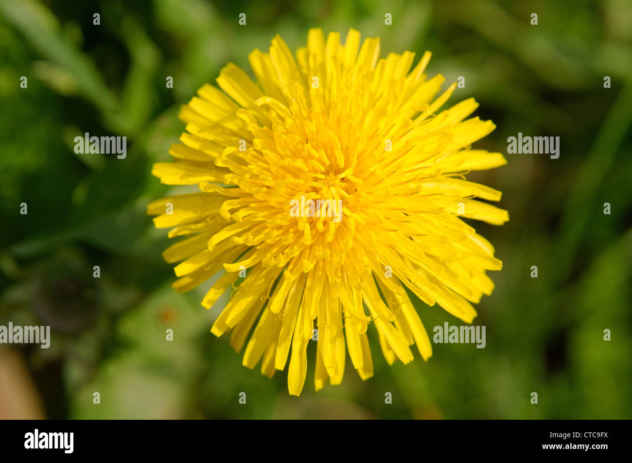 Dandelion (Taraxacum). Lake Baikal, Siberia, Russian Federation Stock ...
