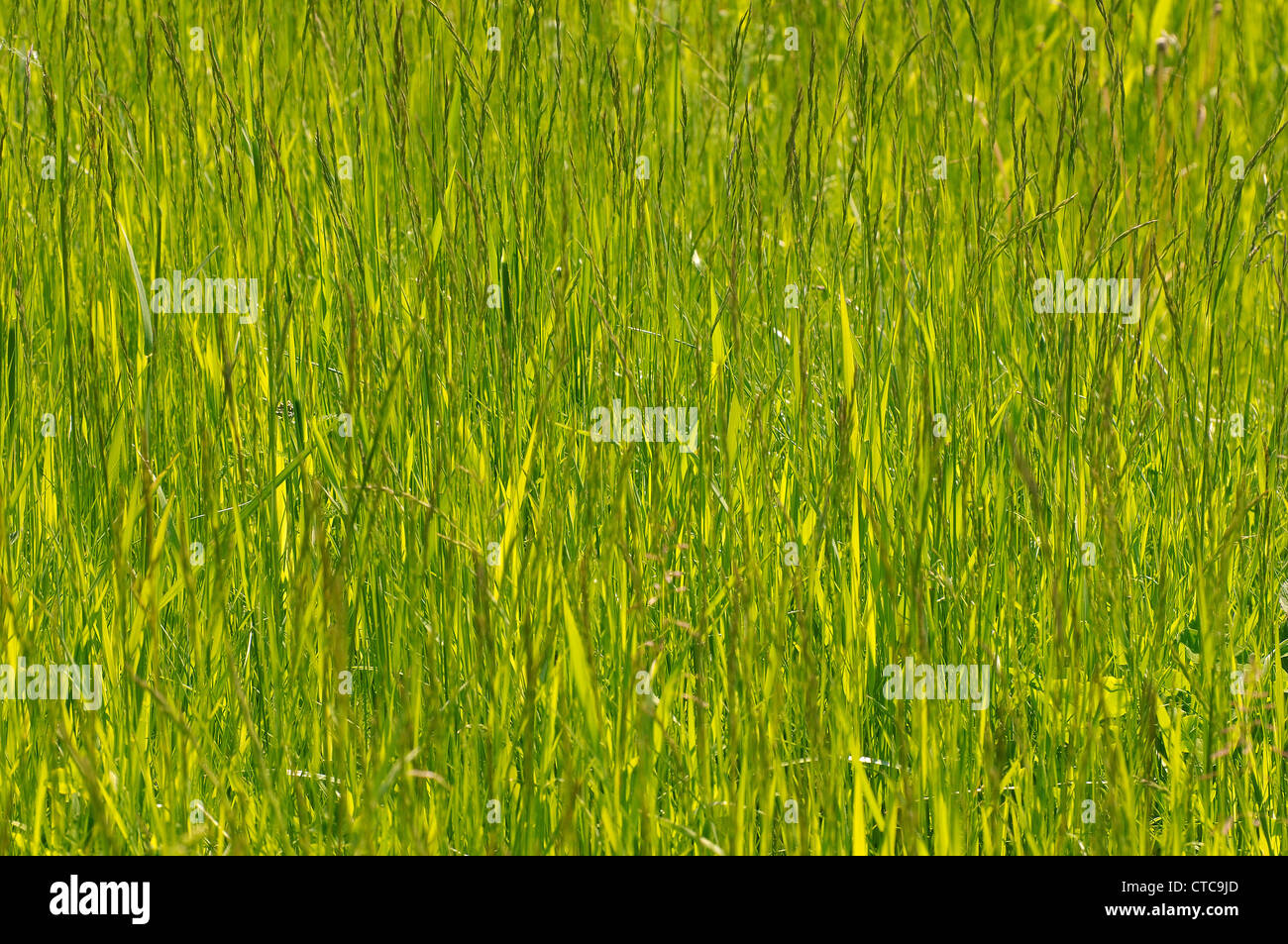 Green grass. Lake Baikal, Siberia, Russian Federation Stock Photo - Alamy