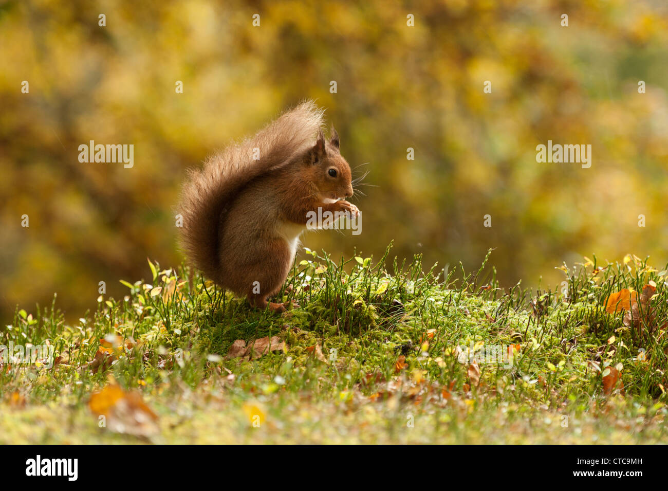 Squirrel sitting eating on tree hi-res stock photography and images - Alamy