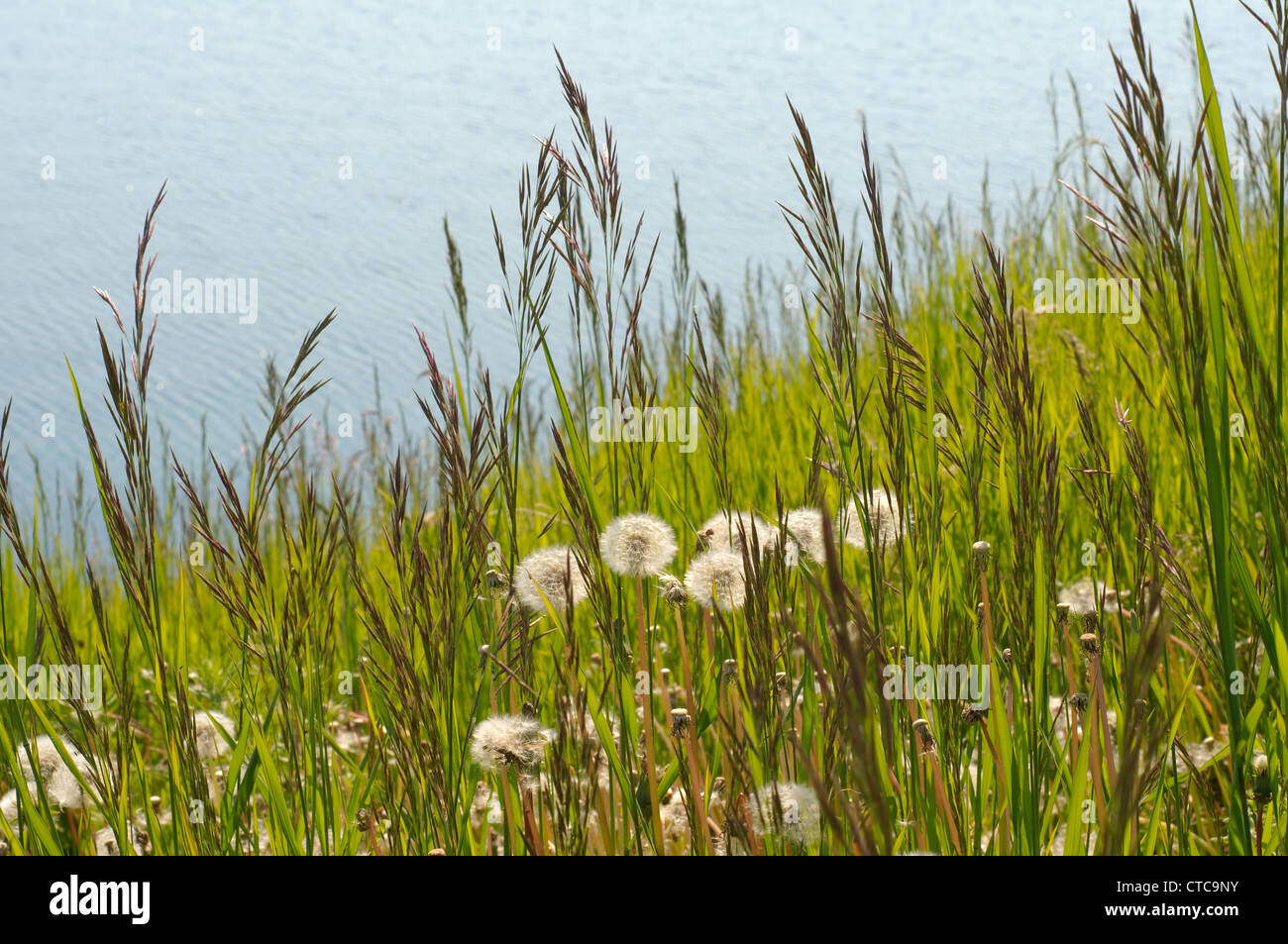 Dandelion (Taraxacum). Lake Baikal, Siberia, Russian Federation Stock ...