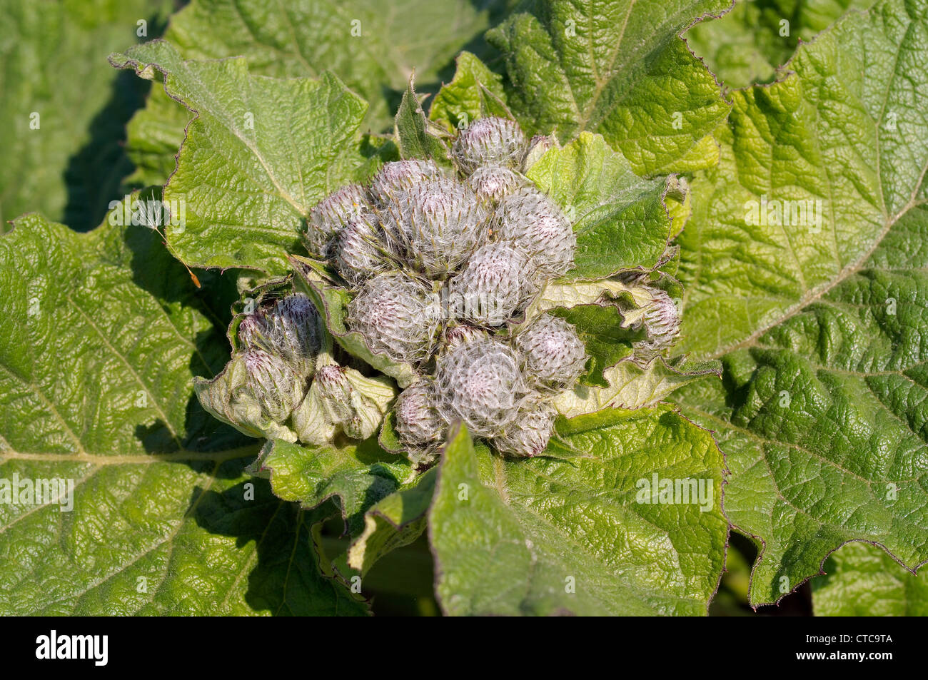 Greater burdock, edible burdock, burdock, lappa (Arctium lappa). Lake ...