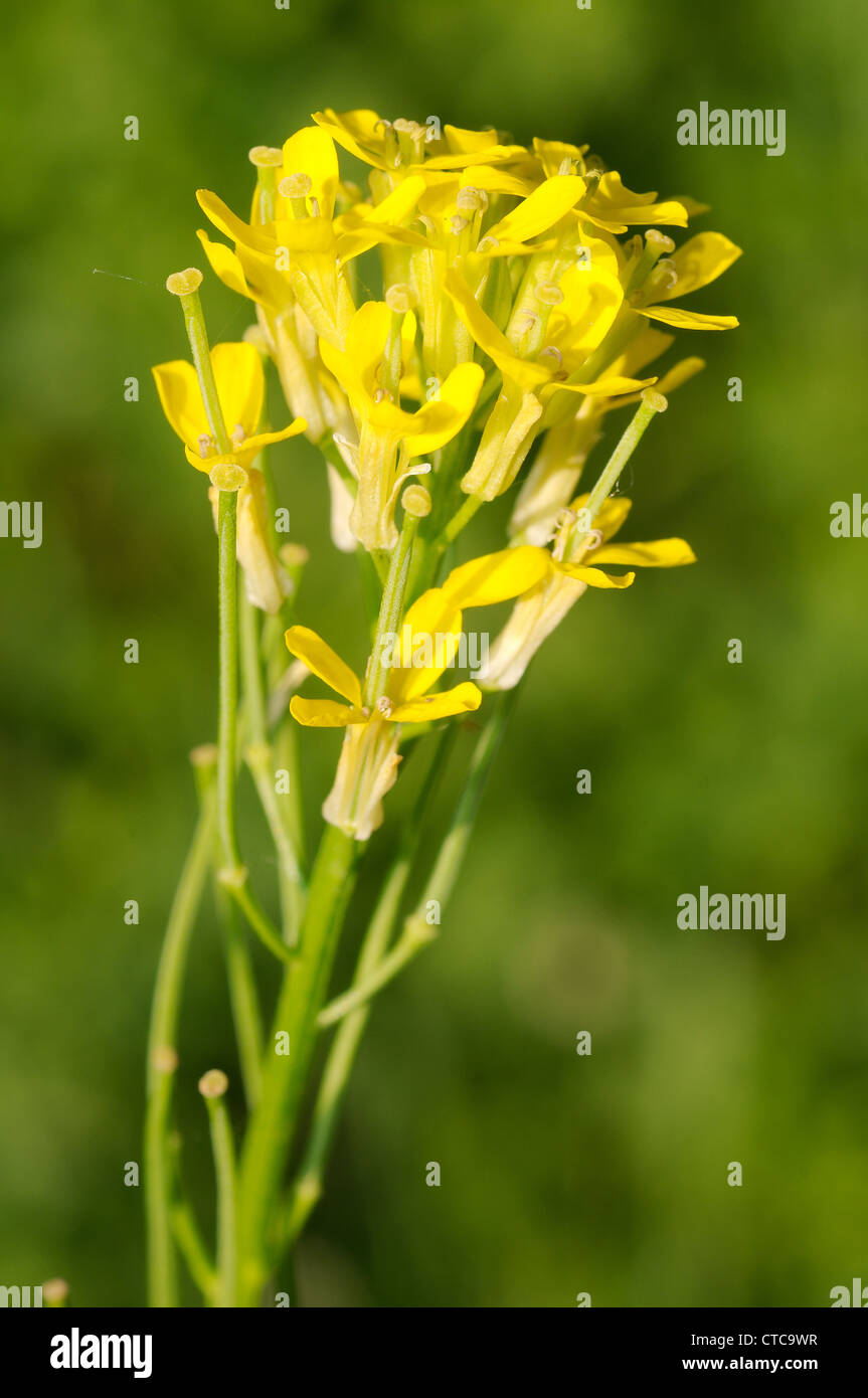 Wild flowers of Siberia. Lake Baikal, Siberia, Russian Federation Stock ...