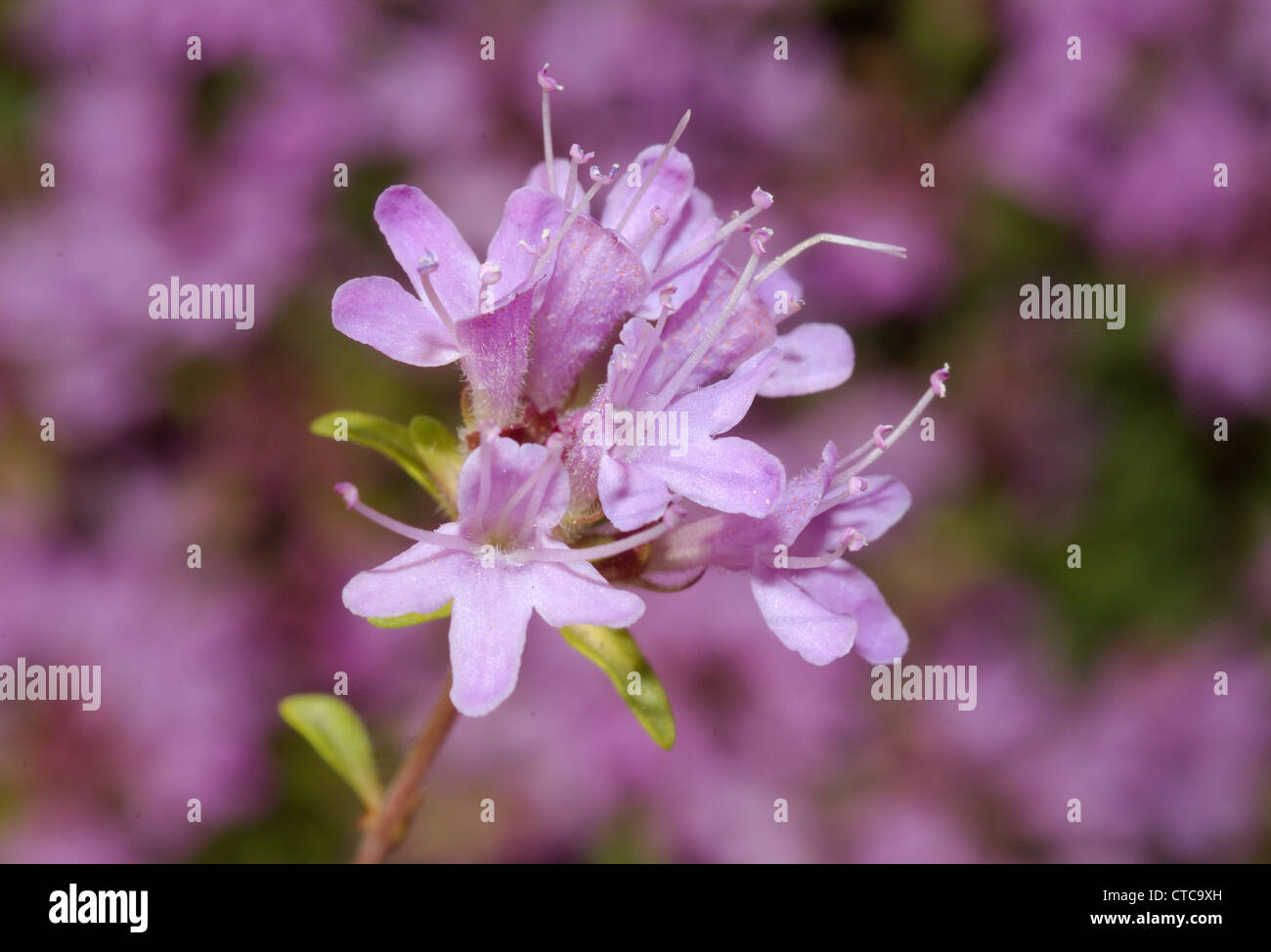Wild flowers of Siberia. Lake Baikal, Siberia, Russian Federation Stock ...