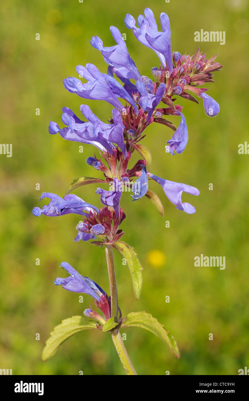 Wild flowers of Siberia. Lake Baikal, Siberia, Russian Federation Stock ...
