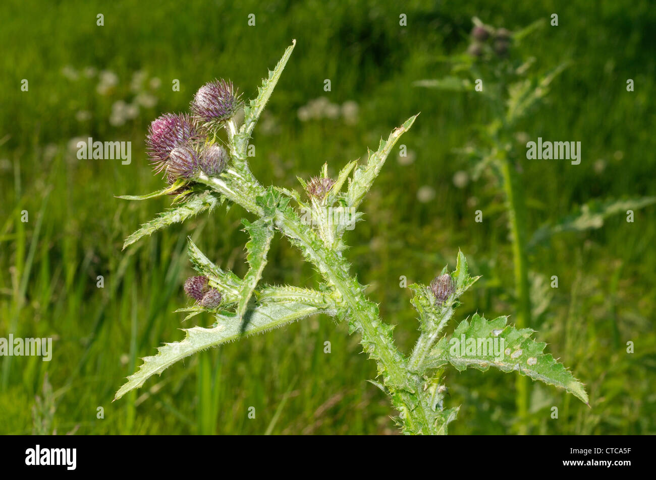 Greater burdock, edible burdock, burdock, lappa (Arctium lappa). Lake ...