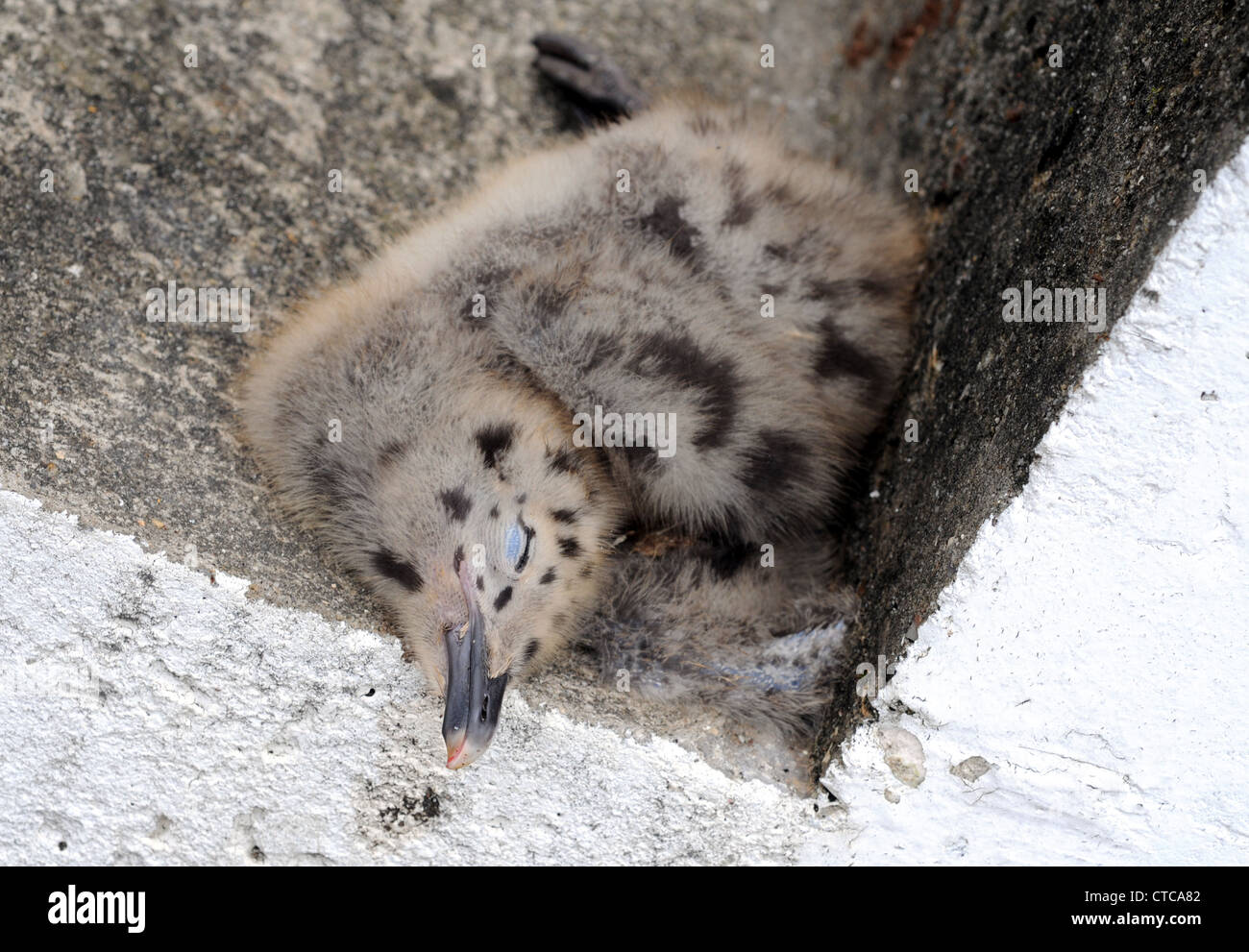 Dead young bird hi-res stock photography and images - Alamy