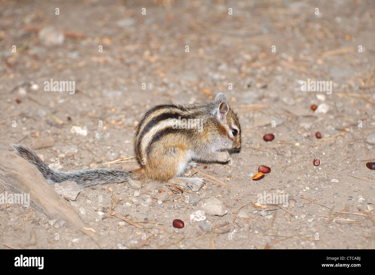 Siberian chipmunk, Common Chipmunk (Eutamias sibiricus). Lake Baikal ...