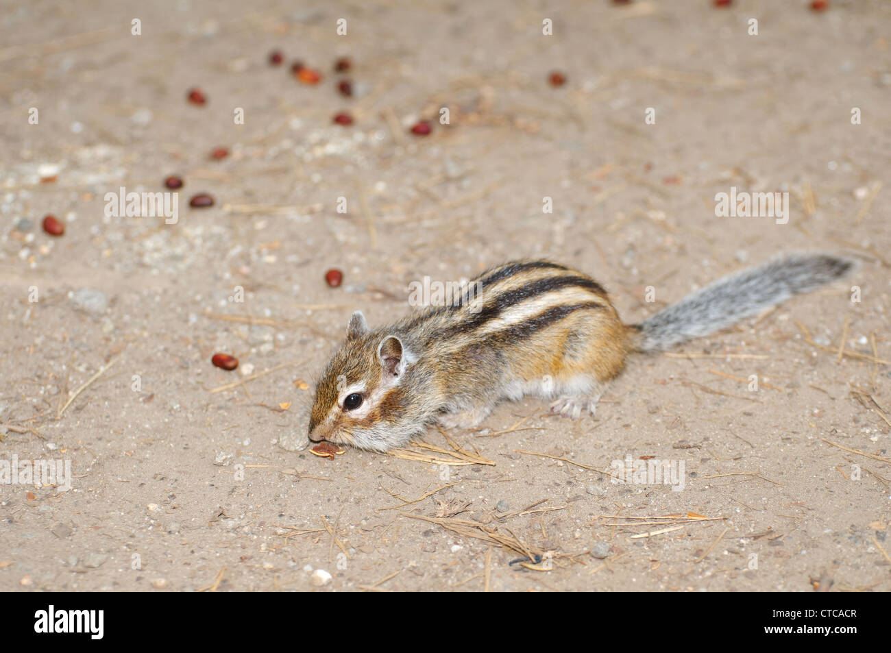 Siberian chipmunk, Common Chipmunk (Eutamias sibiricus). Lake Baikal ...