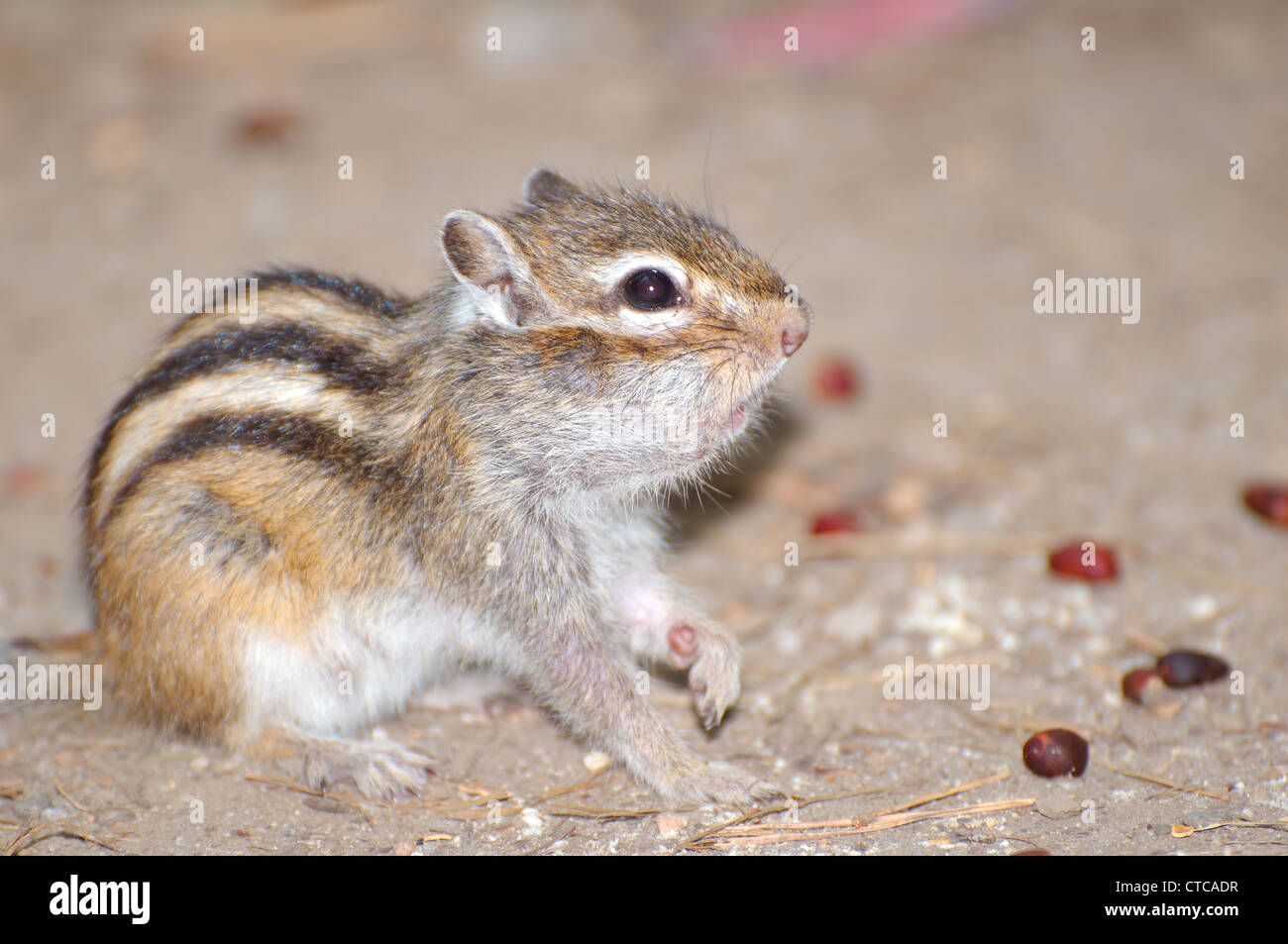 Siberian chipmunk, Common Chipmunk (Eutamias sibiricus). Lake Baikal ...