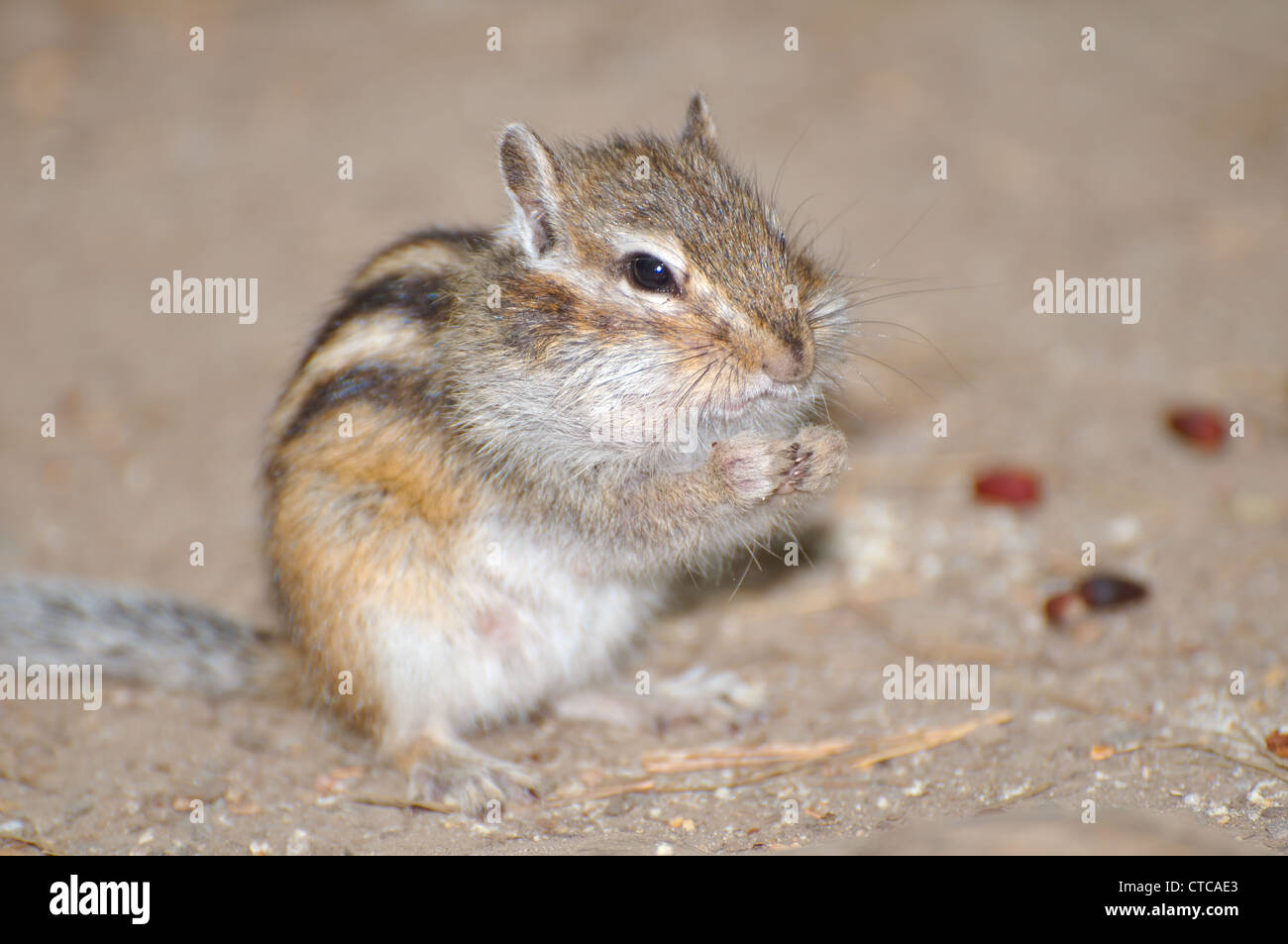Siberian chipmunk, Common Chipmunk (Eutamias sibiricus). Lake Baikal ...
