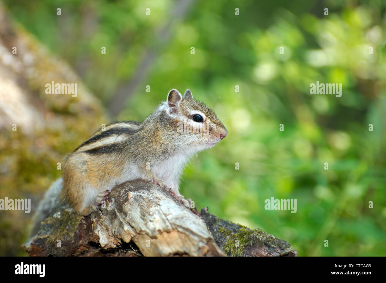 Siberian chipmunk, Common Chipmunk (Eutamias sibiricus). Lake Baikal ...