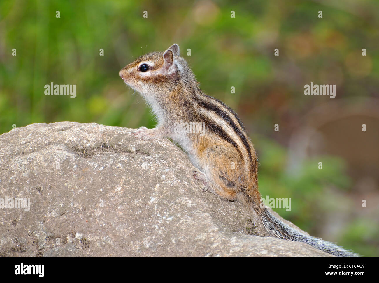 Siberian chipmunk, Common Chipmunk (Eutamias sibiricus). Lake Baikal ...