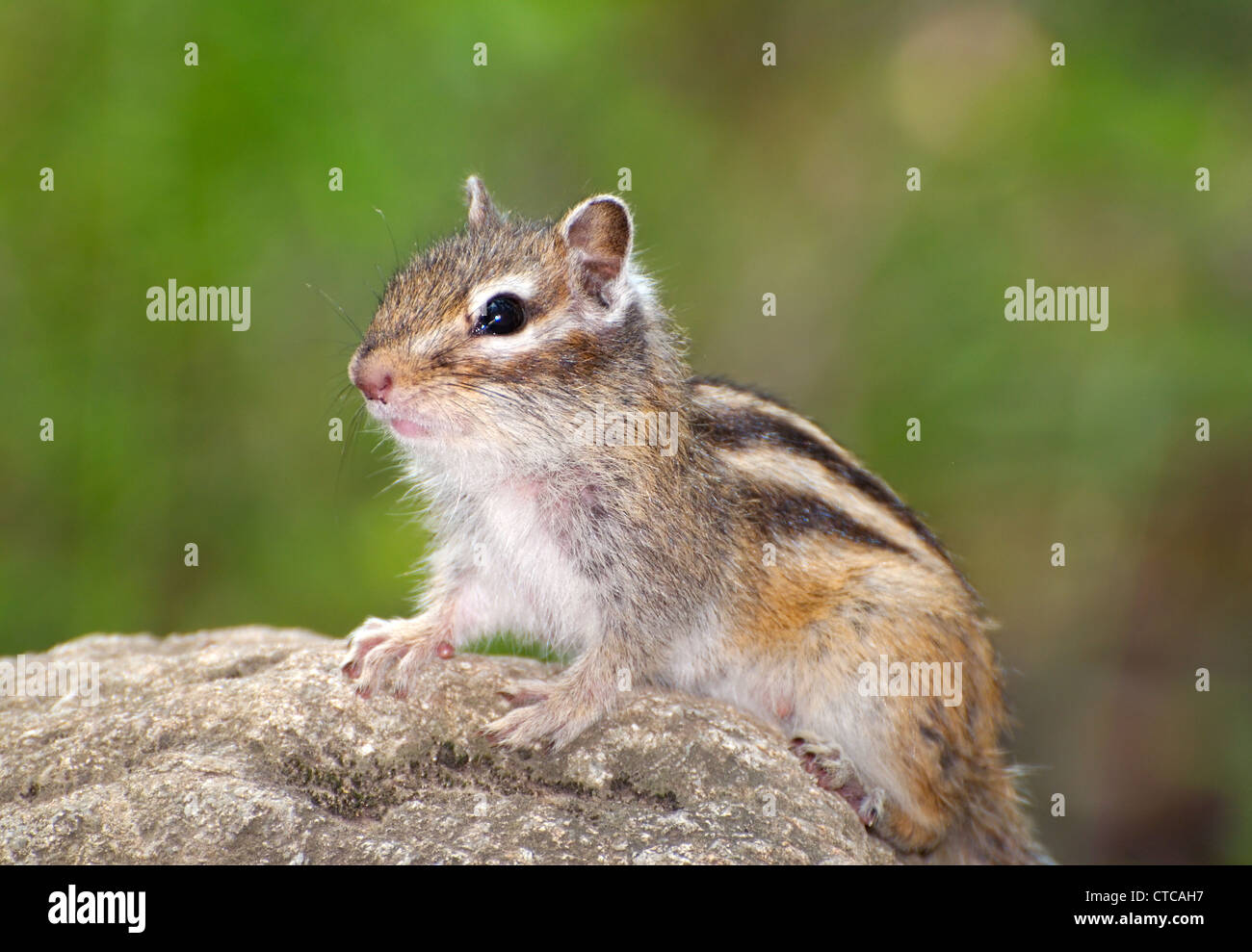 Siberian chipmunk, Common Chipmunk (Eutamias sibiricus). Lake Baikal ...