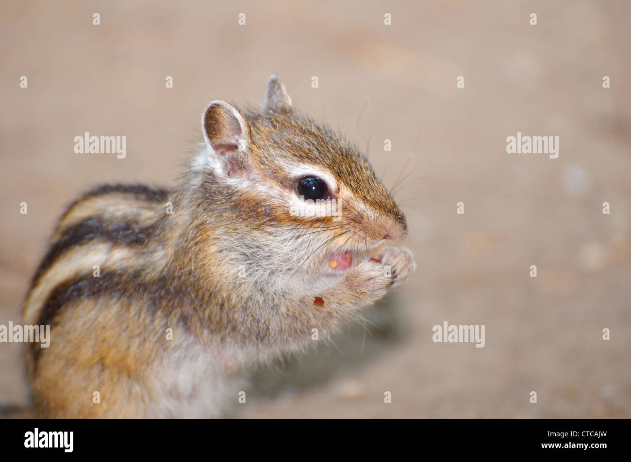 Siberian chipmunk, Common Chipmunk (Eutamias sibiricus). Lake Baikal ...