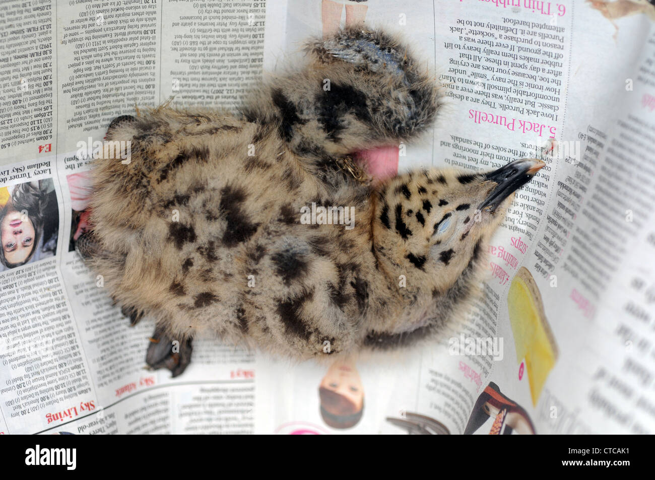 Dead seagull chick Stock Photo - Alamy