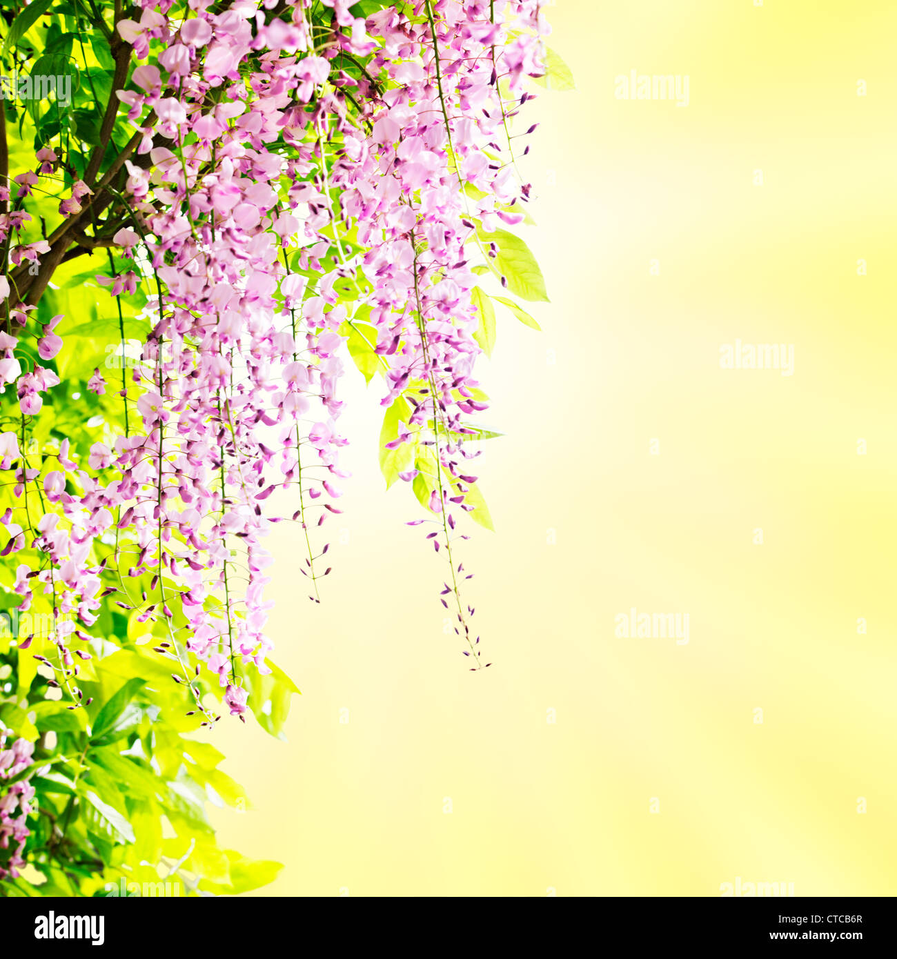 Yellow Wisteria High Resolution Stock Photography and Images - Alamy
