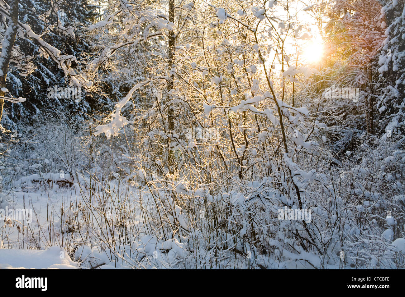 the beam of setting sun through fir branches Stock Photo - Alamy