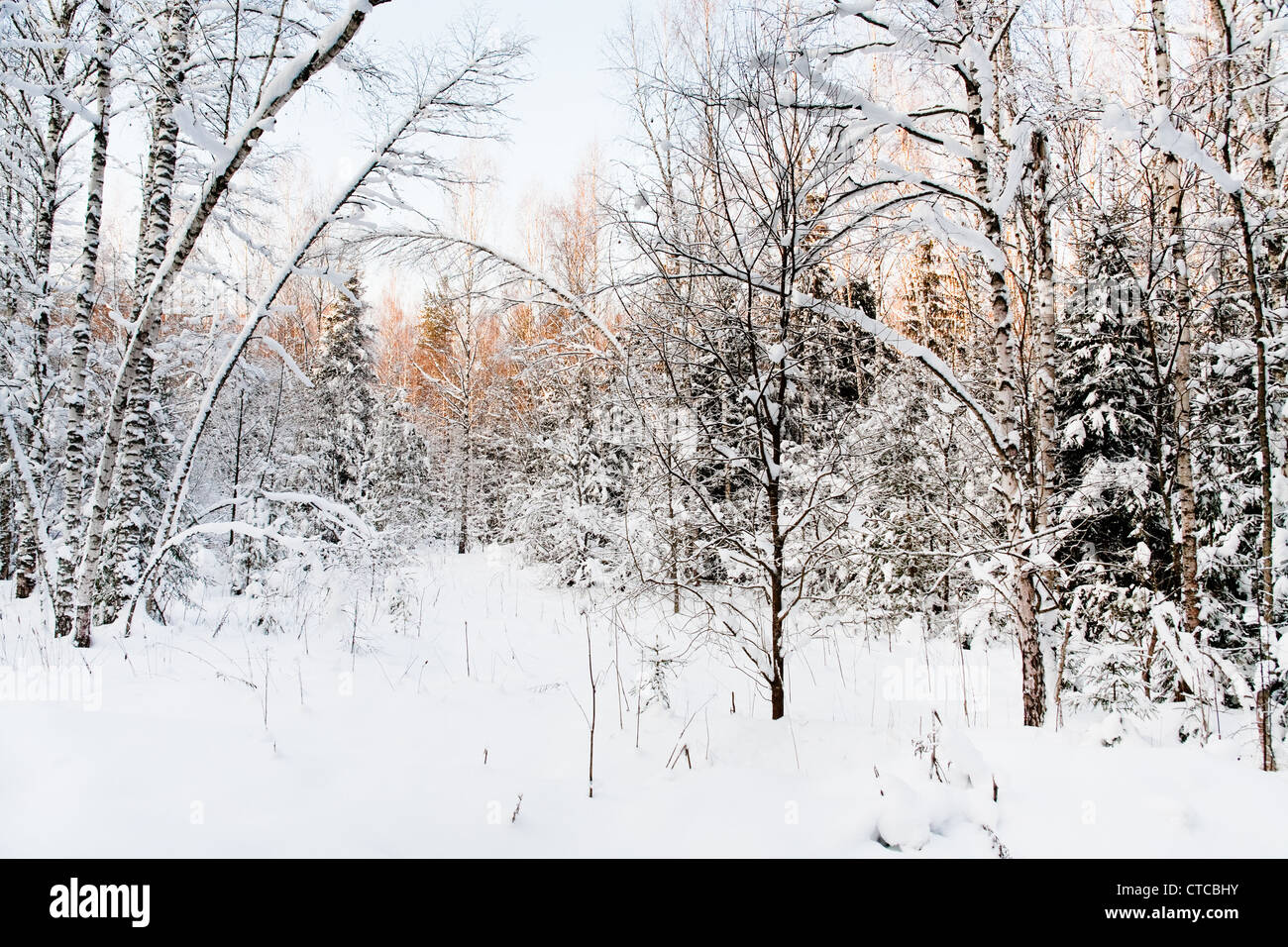 Clearing winter border hi-res stock photography and images - Alamy