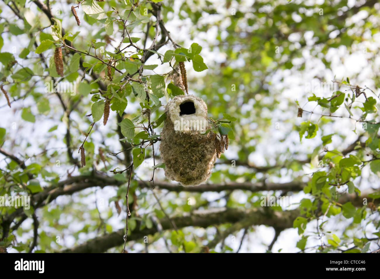 Penduline Tit's (Remiz pendulinus) nest in Silver Birch tree Stock ...