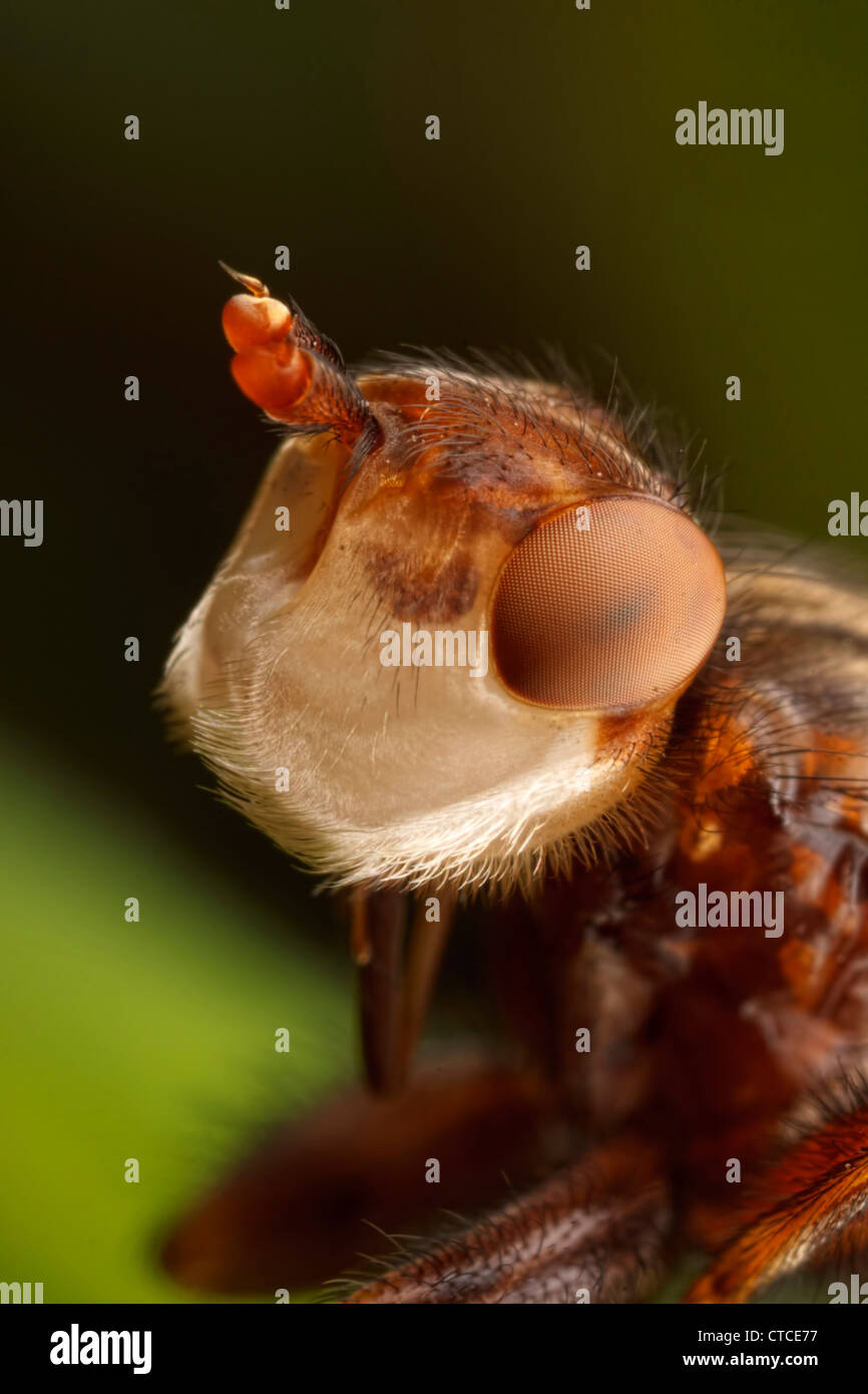 Conopidae hi-res stock photography and images - Alamy