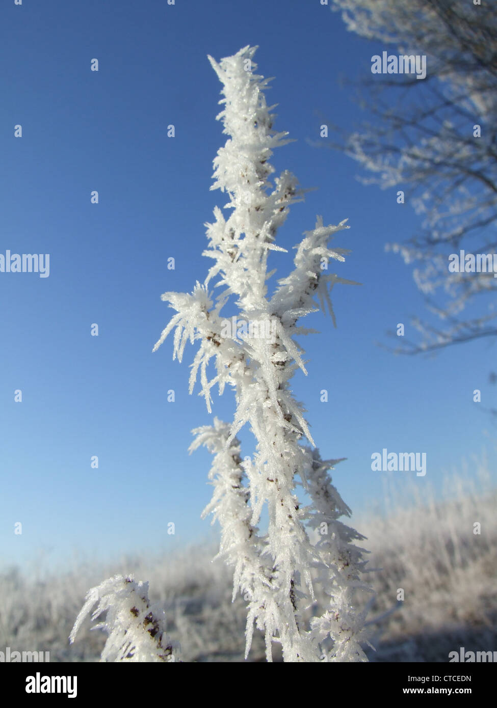 Ice and Snow on tree branch Stock Photo - Alamy