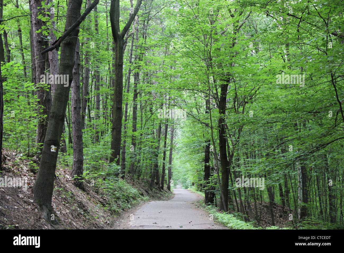 Landscape Park Cibulka City Prague Czech Republic Trees Forest Stock ...