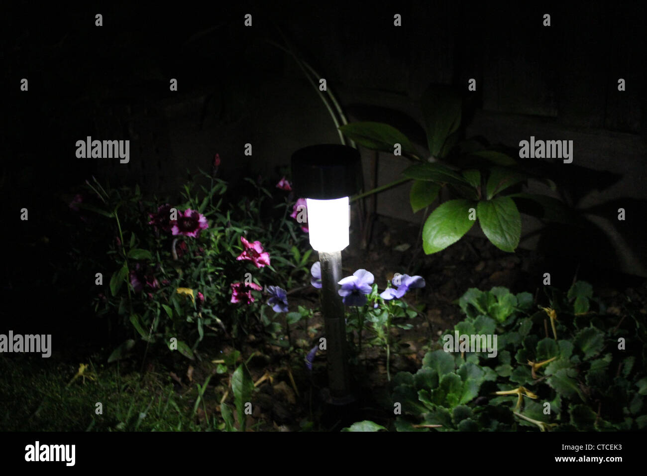 Rose Night Light High Resolution Stock Photography and Images - Alamy
