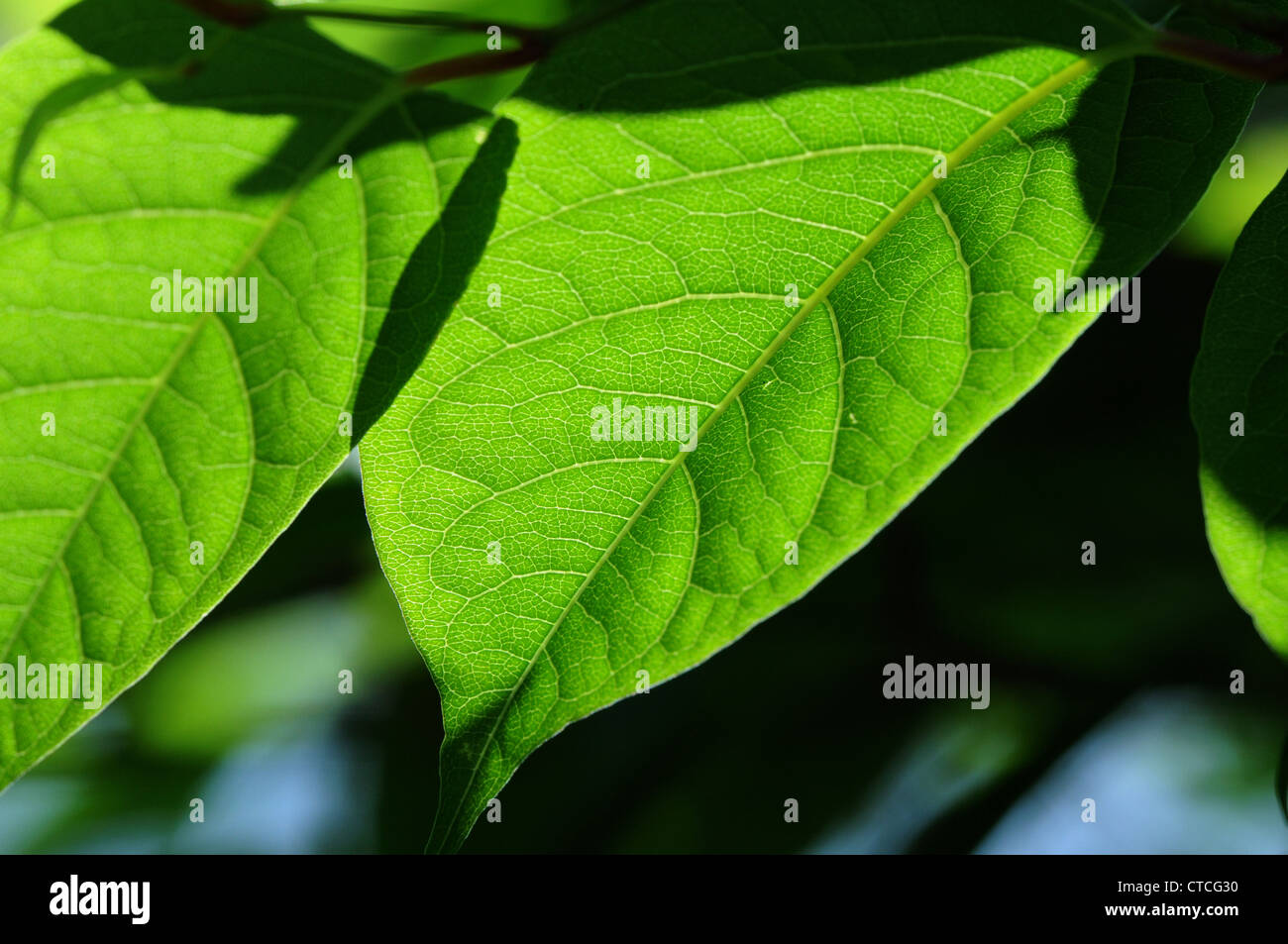 Leaves in summer Stock Photo - Alamy