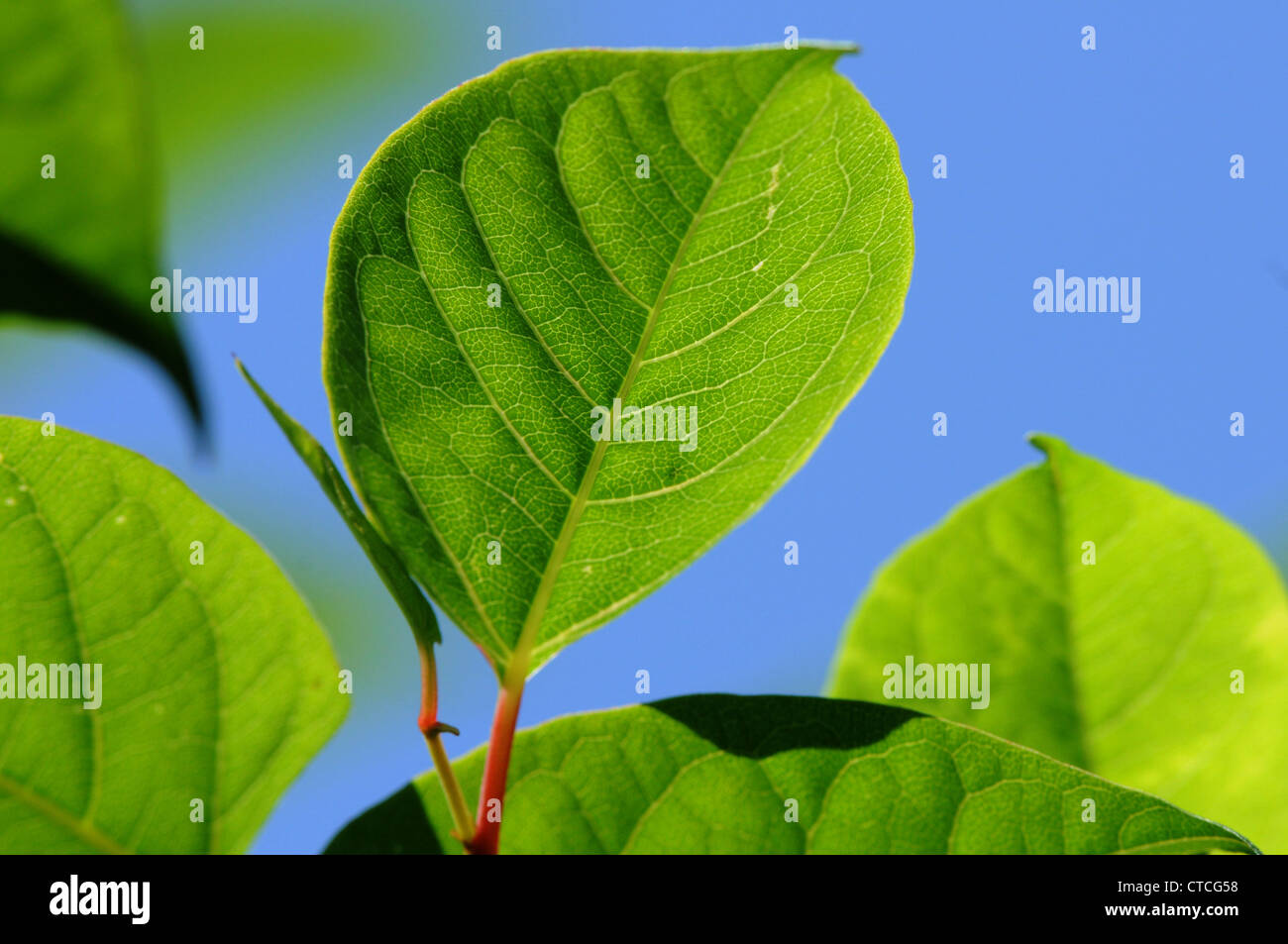 Leaves in summer Stock Photo - Alamy