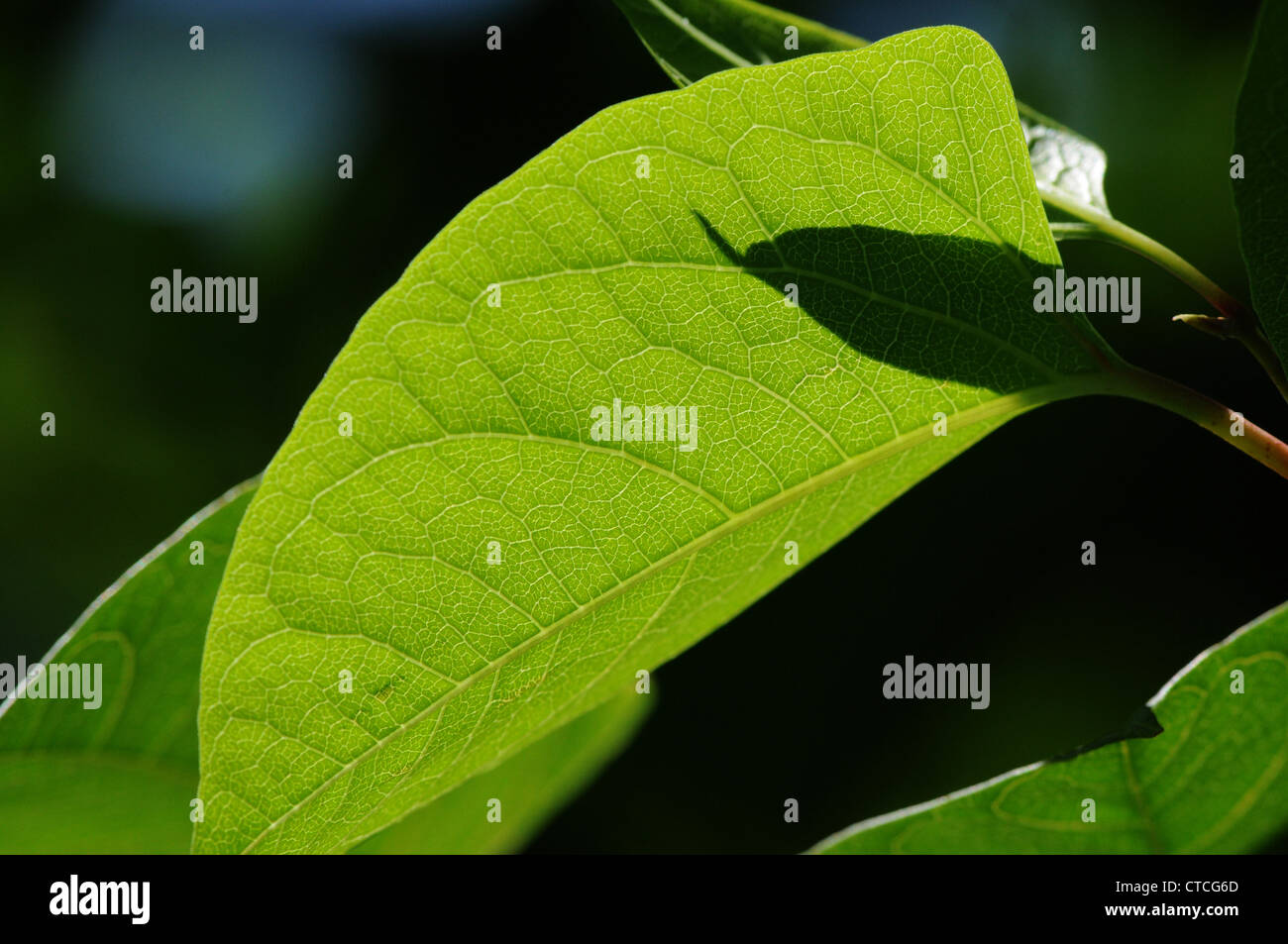 Leaves in summer Stock Photo - Alamy