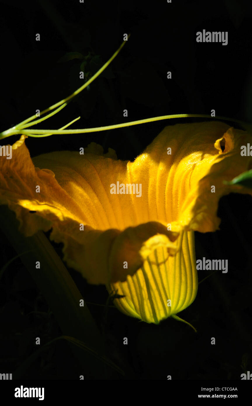 squash flower in summer Stock Photo - Alamy