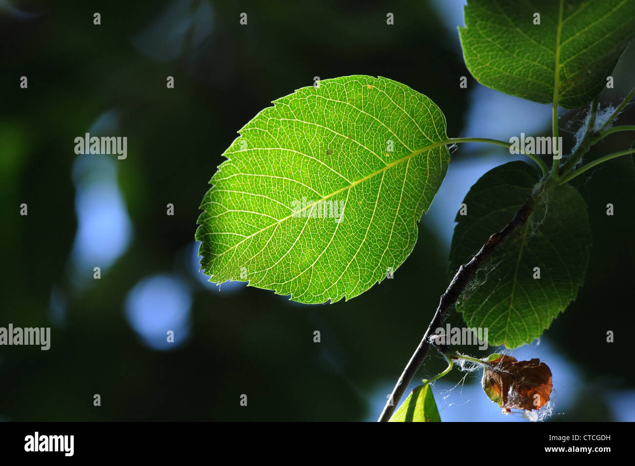 Leaves in summer Stock Photo - Alamy