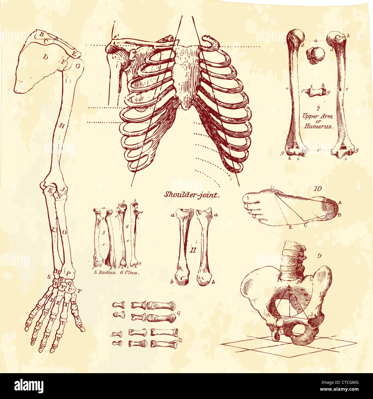 Human bones, vintage vector set Stock Photo - Alamy