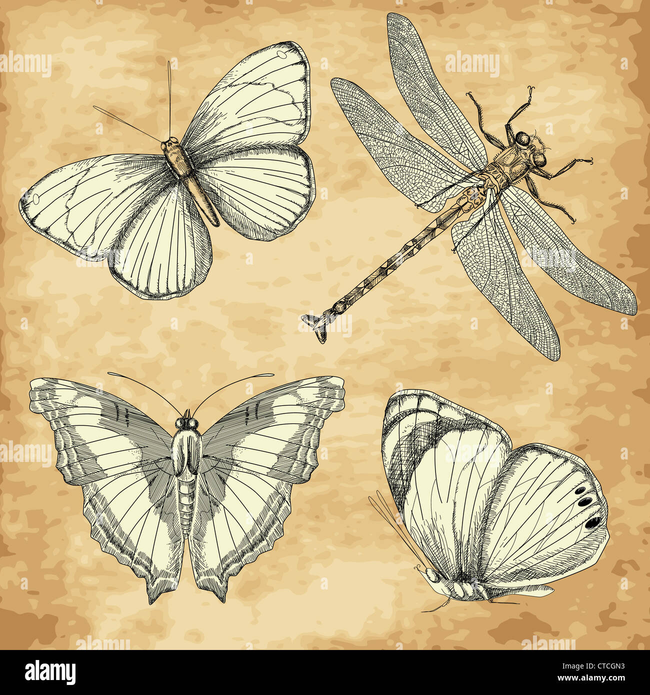 Old Butterfly collection Stock Photo - Alamy