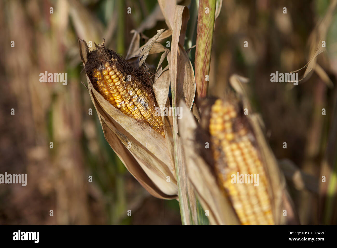Damaged ears of corn Stock Photo - Alamy