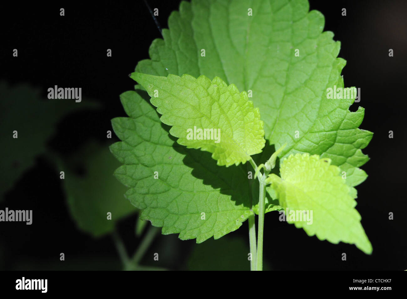 Leaves in summer Stock Photo - Alamy