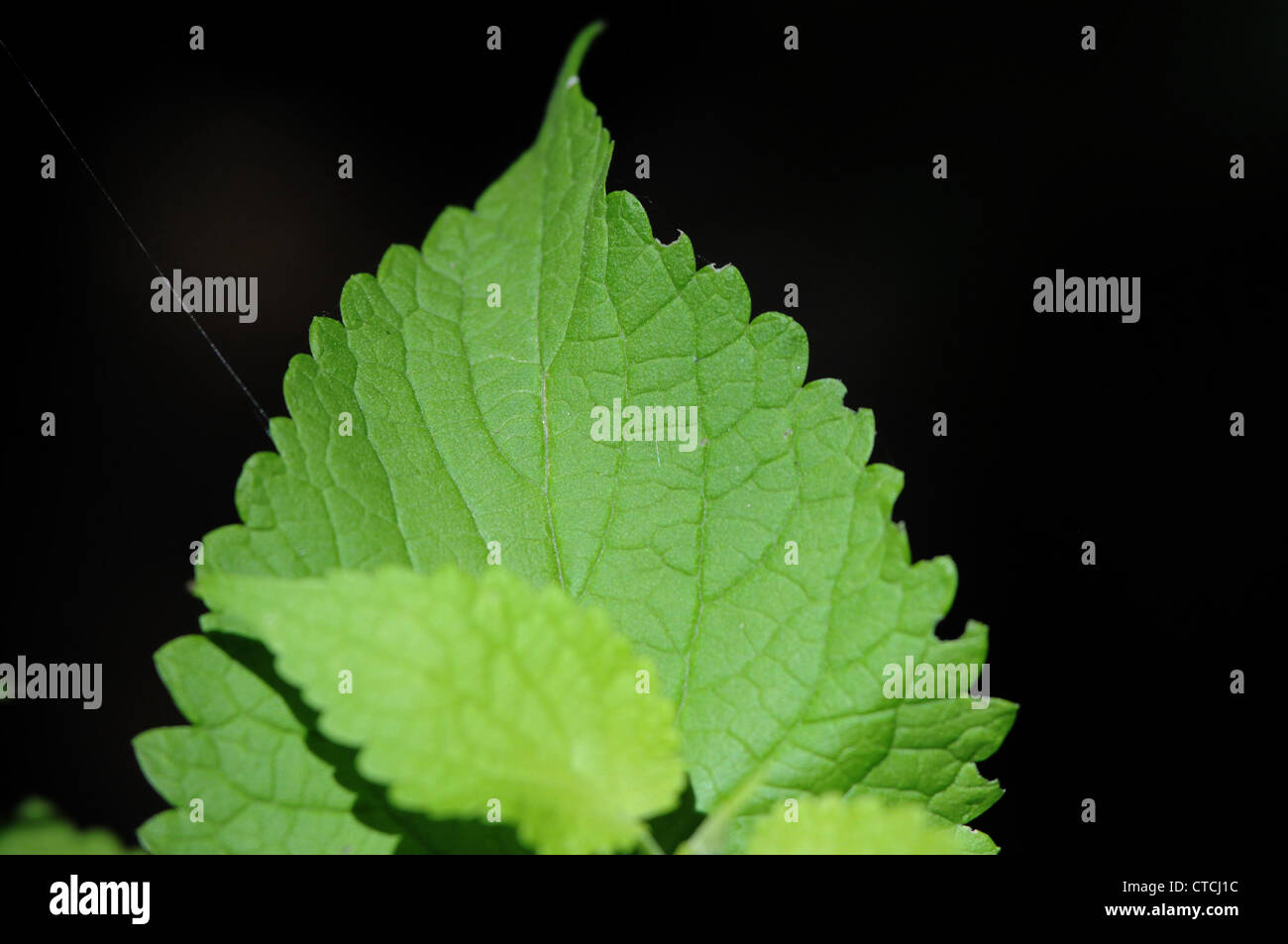 Leaves in summer Stock Photo - Alamy