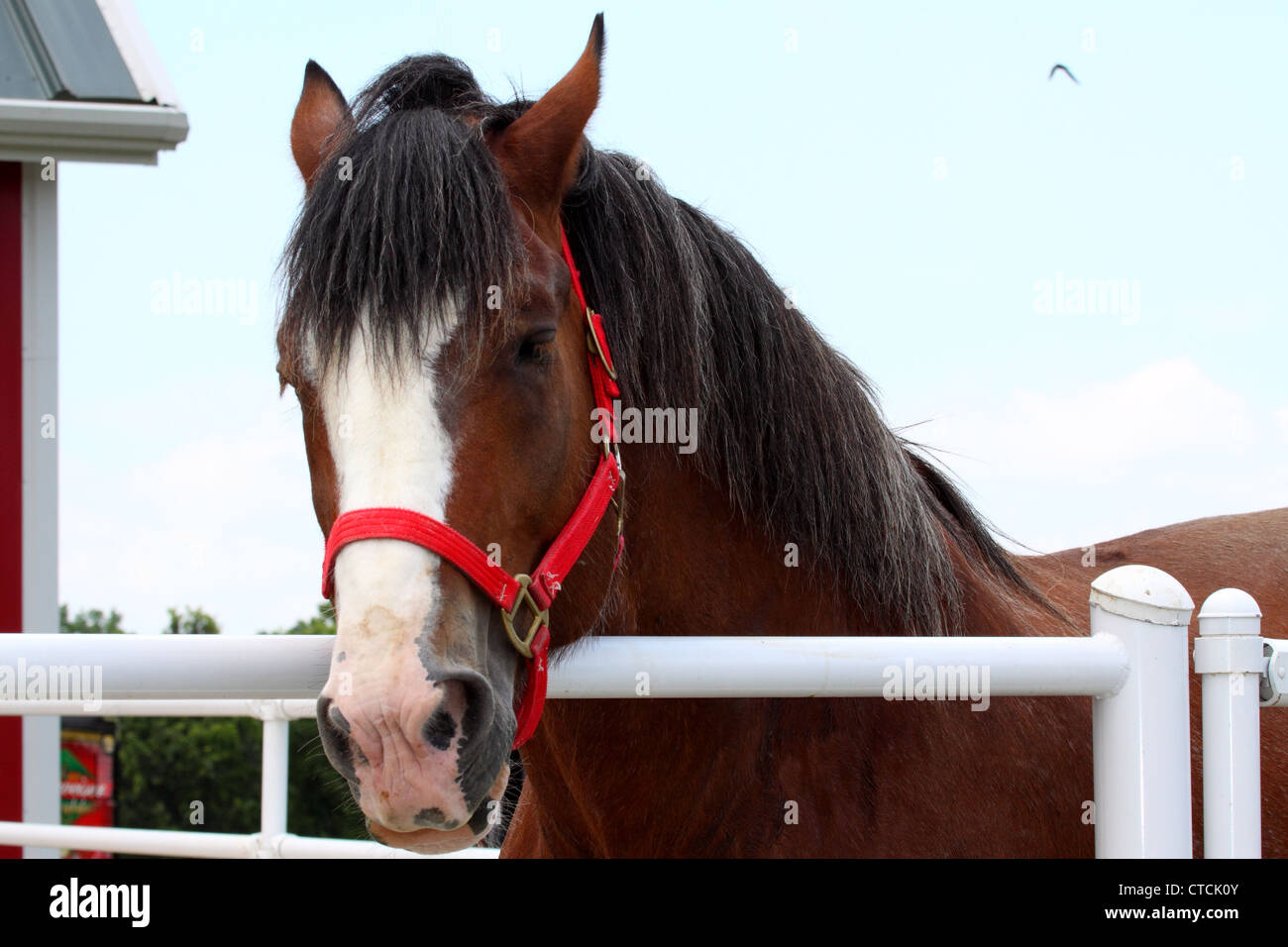 Clydesdale stallion hi-res stock photography and images - Alamy