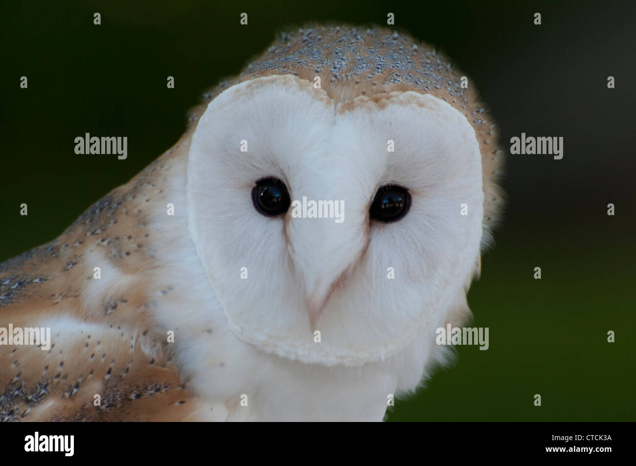 Common barn owl hi-res stock photography and images - Alamy