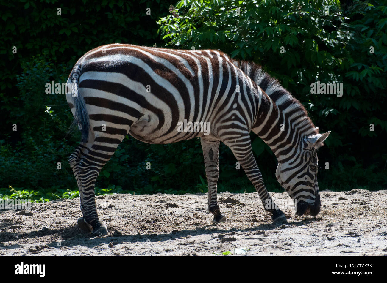 A Common Zebra Stock Photo - Alamy