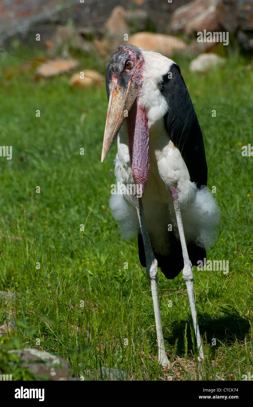A Marabou Stork Stock Photo - Alamy