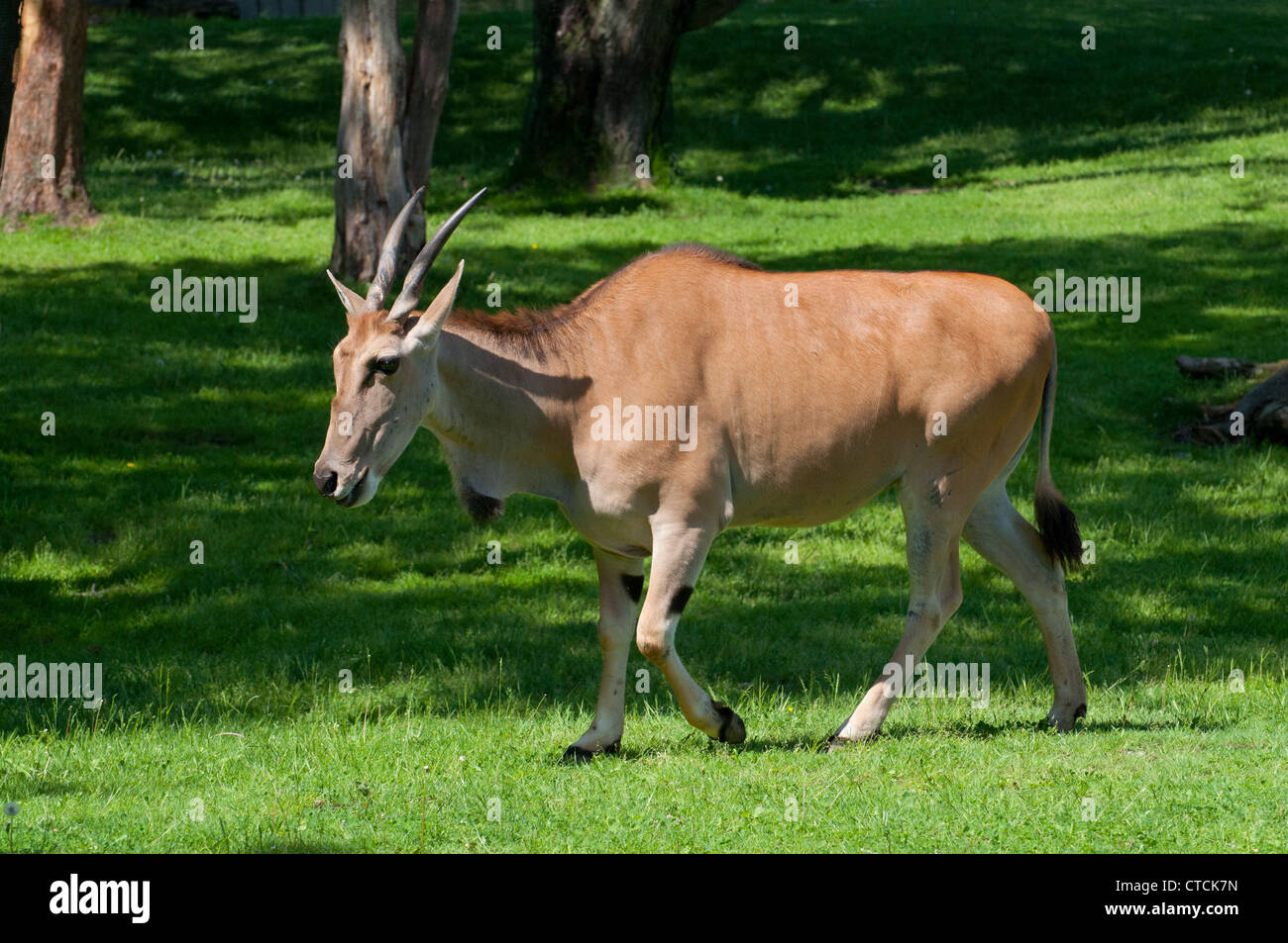 A Common Eland Stock Photo - Alamy