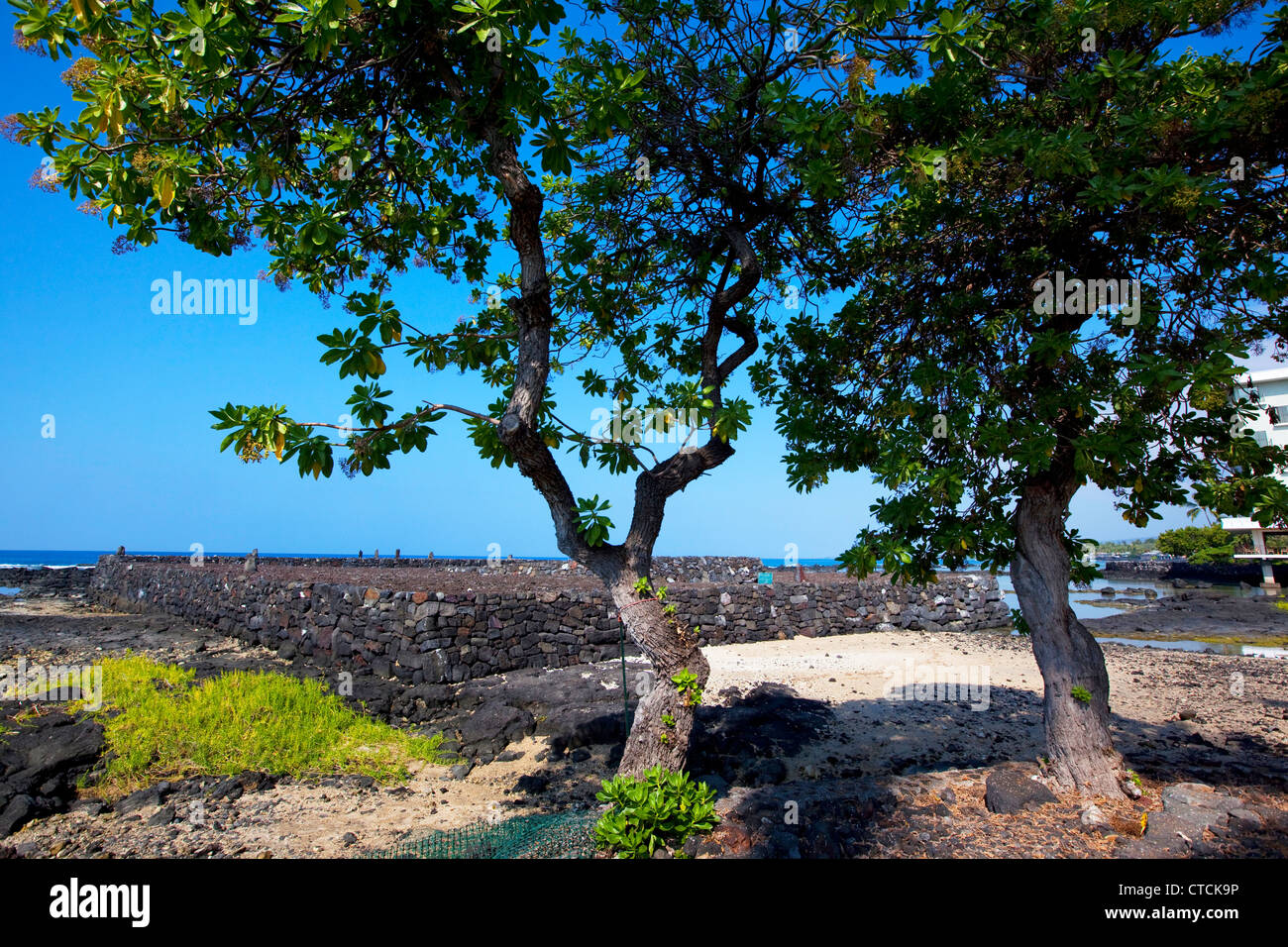 Hapaialii hi-res stock photography and images - Alamy