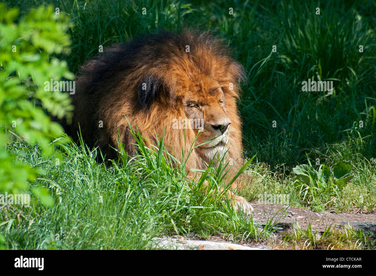 A male lion resting in the heat Stock Photo - Alamy