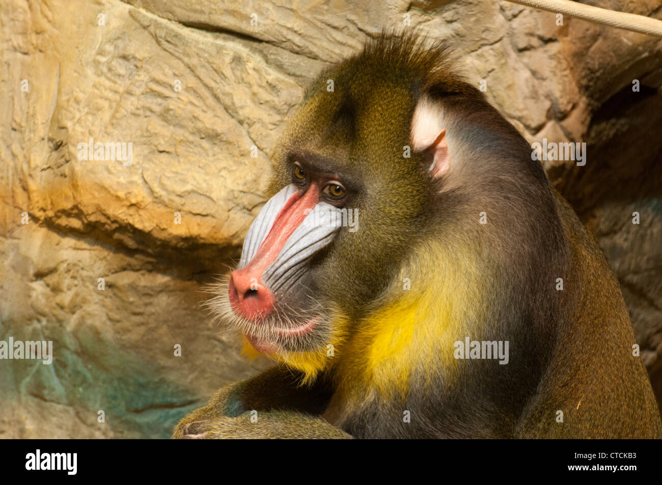 Male mandrill zoo hi-res stock photography and images - Alamy