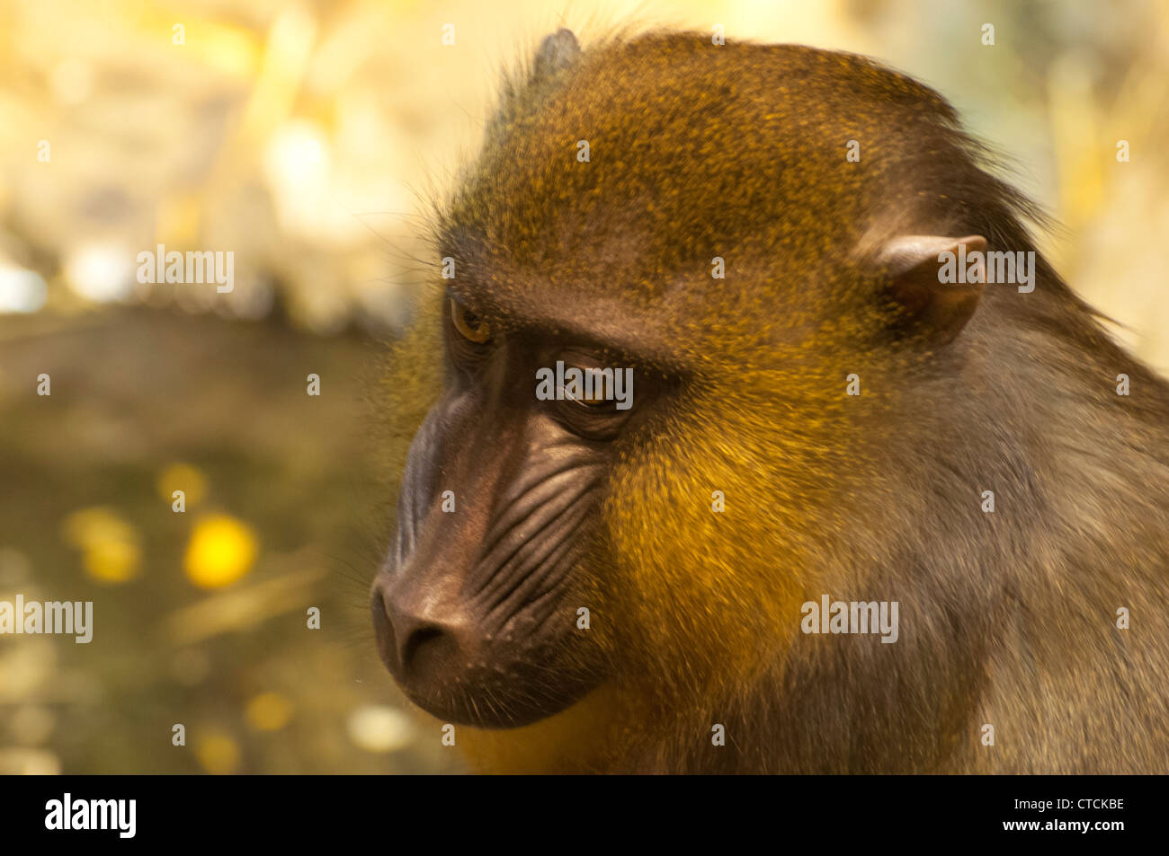 Close-up of a female Mandrill Stock Photo - Alamy